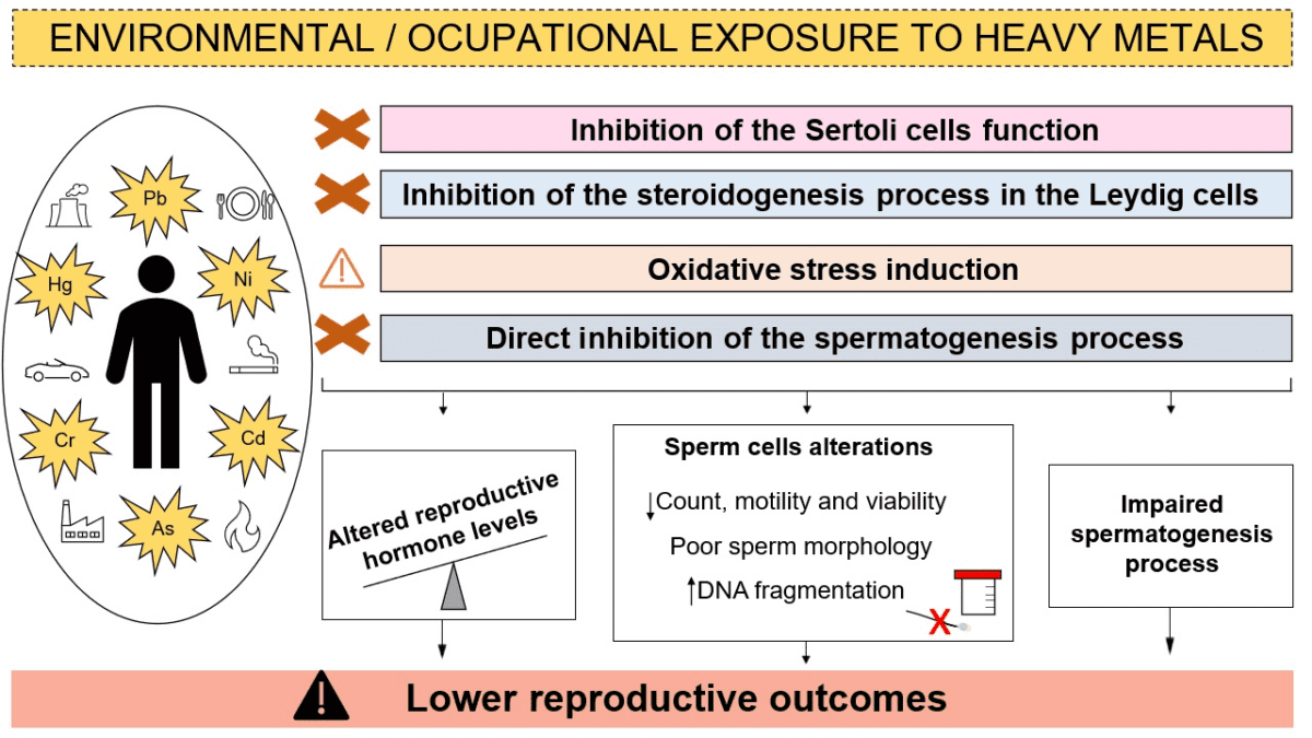 Men’s Sexual Health and Heavy Metals - Detox Metals